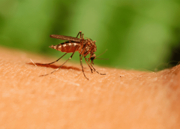 Mosquito Control Near Me in MA, Mosquito Treatment Yard, Mosquito ...
