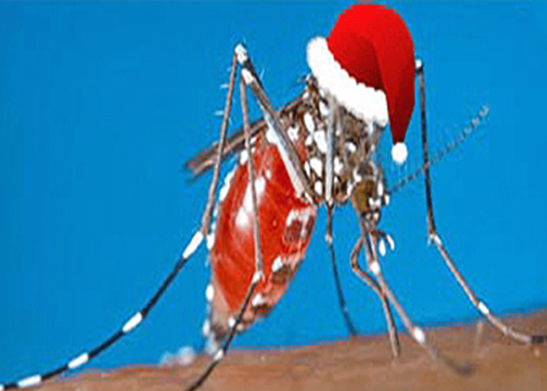 Where Do Mosquitoes Go In the Winter? Mosquitoes in Winter - Get Rid of ...